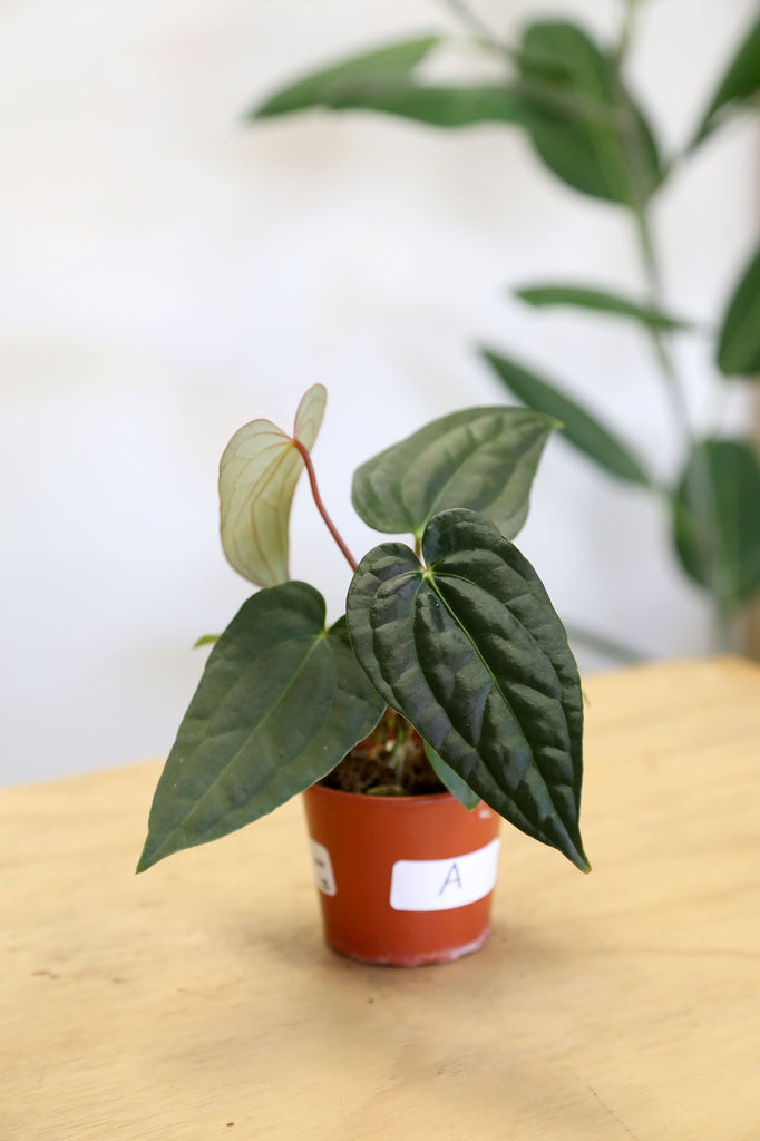 Buy Rare & Collector Plants Online | More Plants