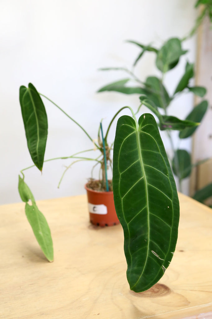 Buy Rare & Collector Plants Online | More Plants