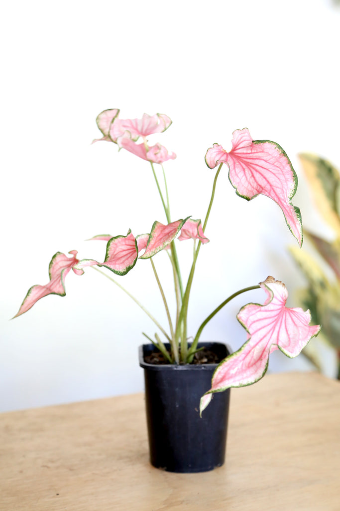 Buy Indoor Plants in Newtown | Indoor Plants Online | More Plants