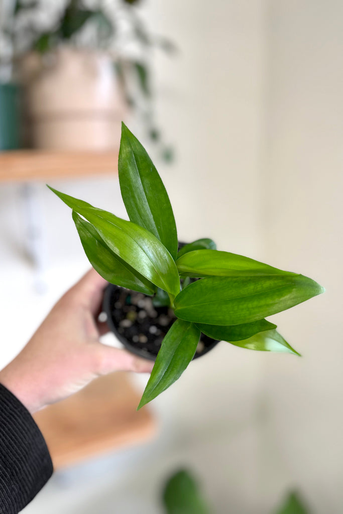 Buy Rare & Collector Plants Online | More Plants