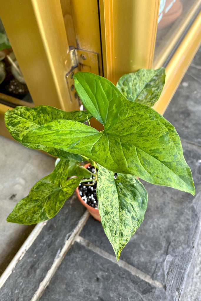 Buy Rare & Collector Plants Online | More Plants